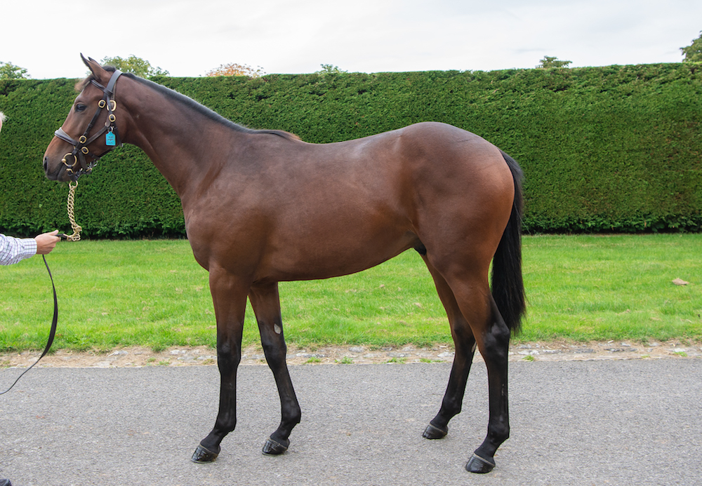 Kodiac Cop4 – Kevin Ryan Racing